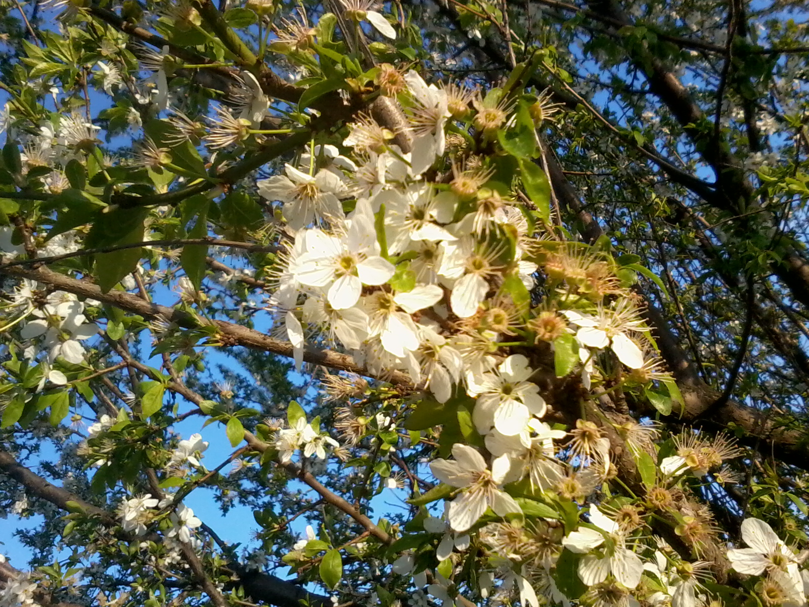 Poze Imagini Desktop: Copaci infloriti primavara