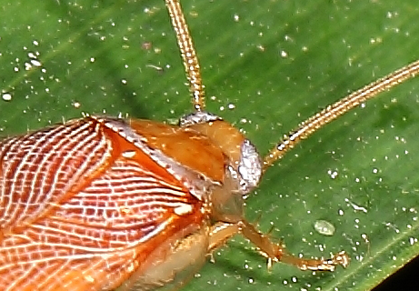 BunyipCo: November 2016