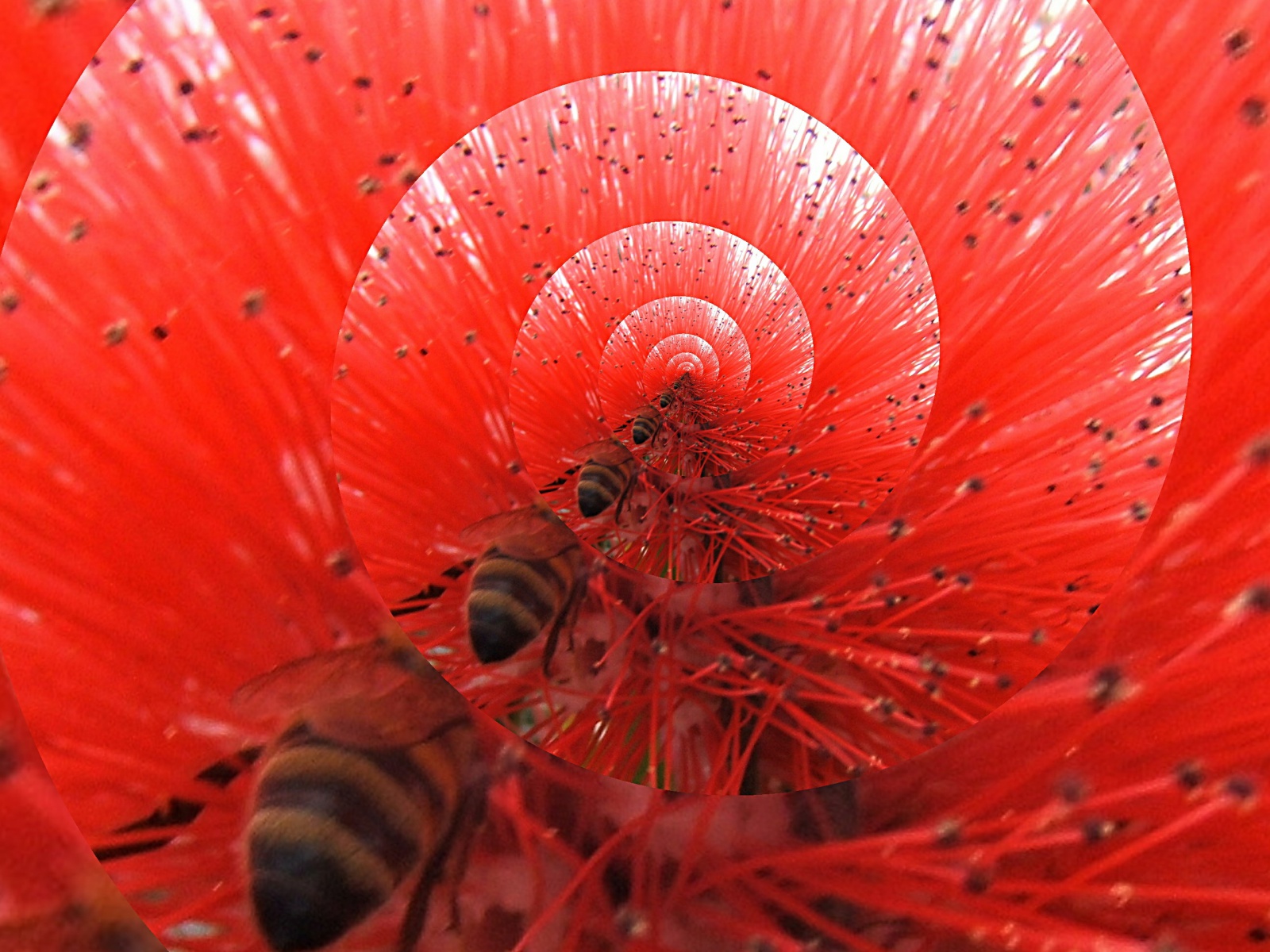 Abstract bee Wallpaper - Wallpapers For You | All the best wallpapers