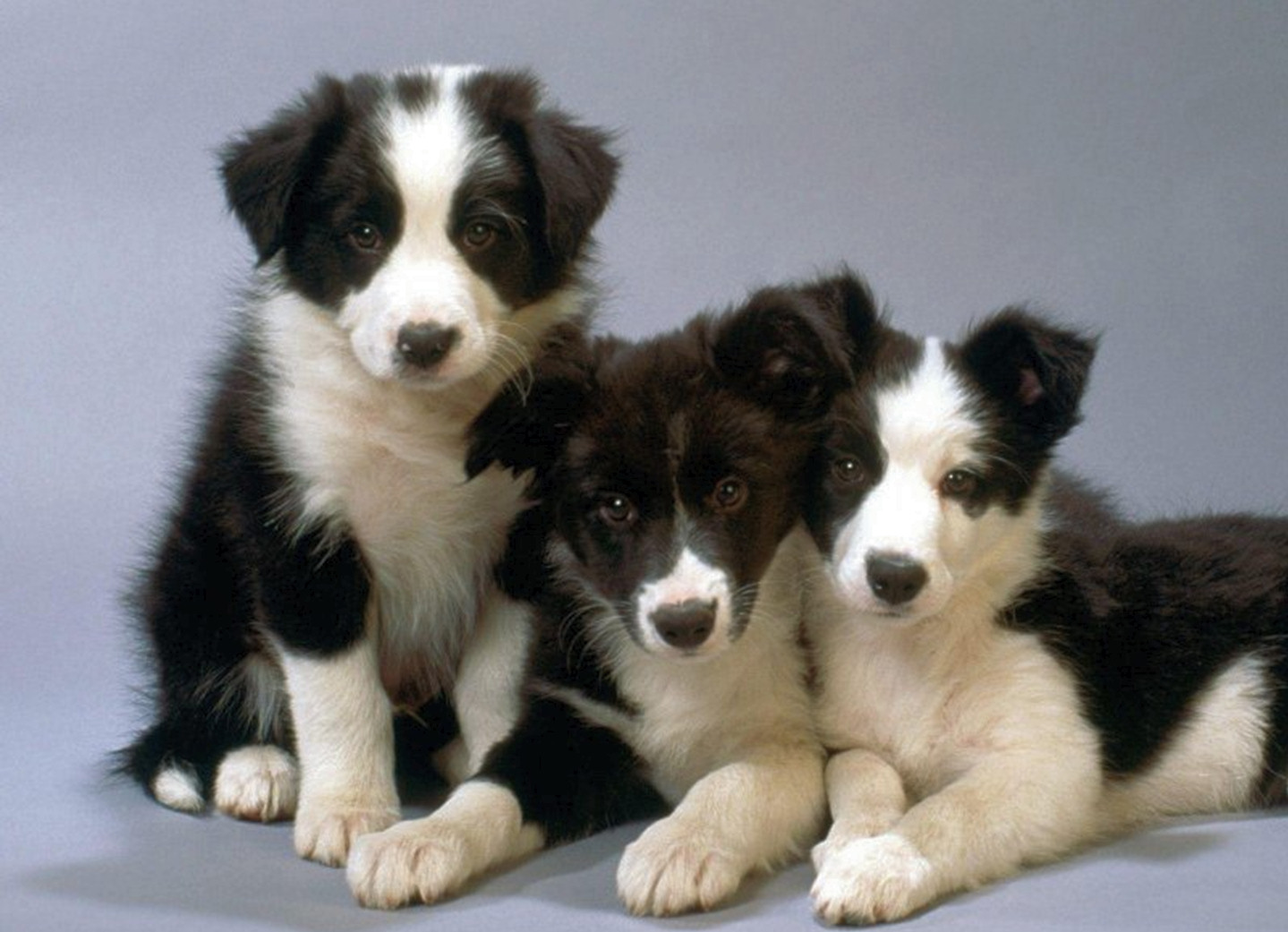 Facu Hernández: Los 3 perros