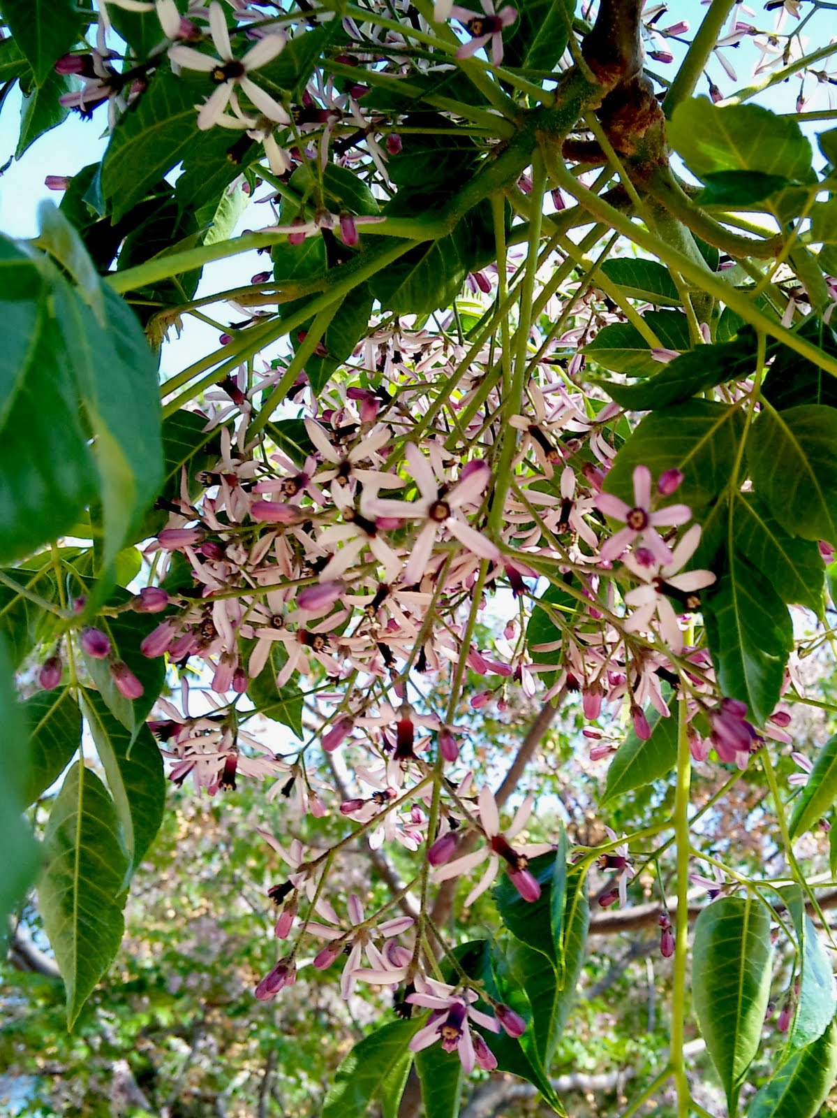 Árboles con alma: Cinamomo. Melia. (Melia azedarach)