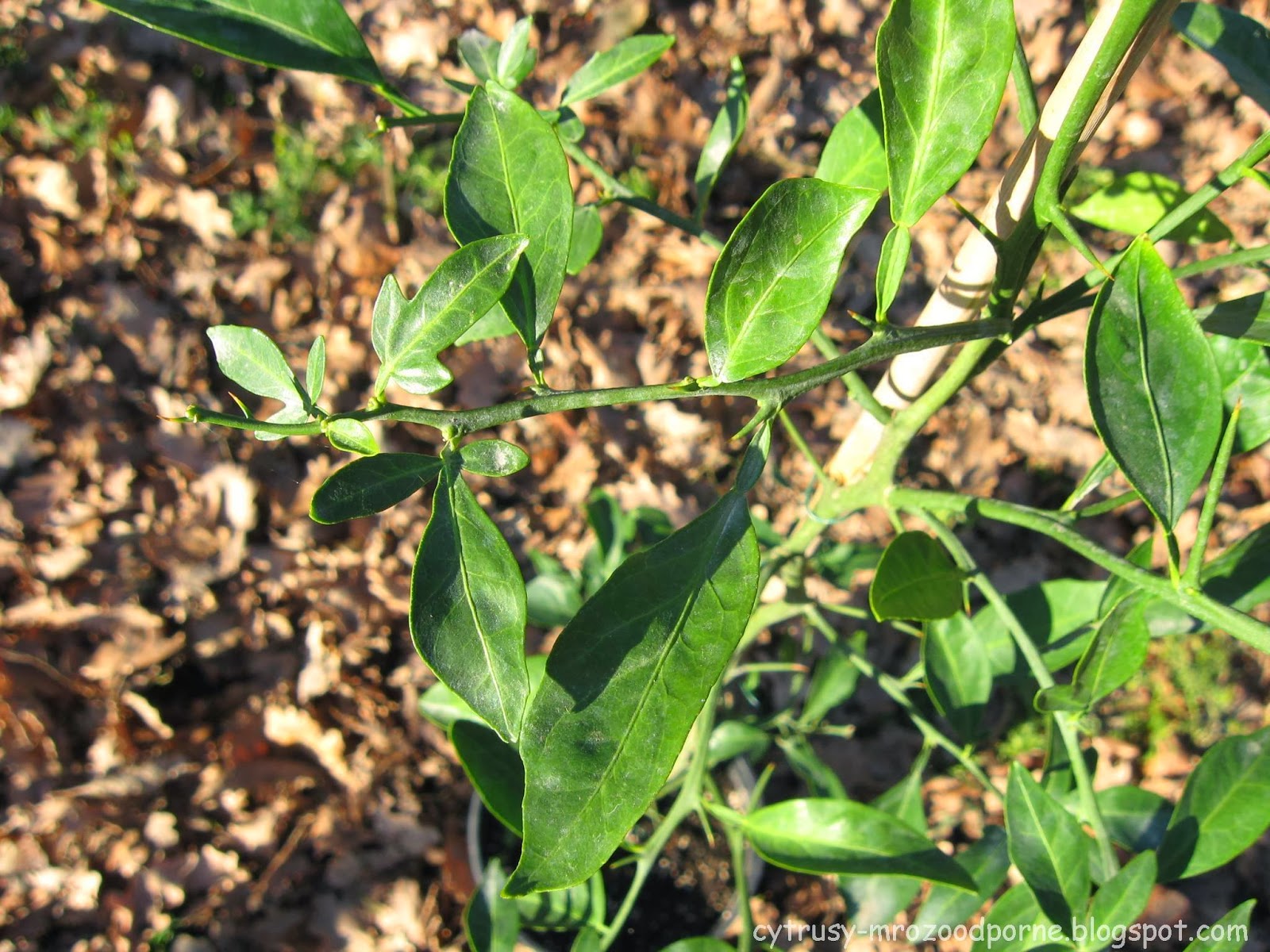 Cytrusy Mrozoodporne: Hybryda Unshiu x P.Trifoliata - Citsuma Praga