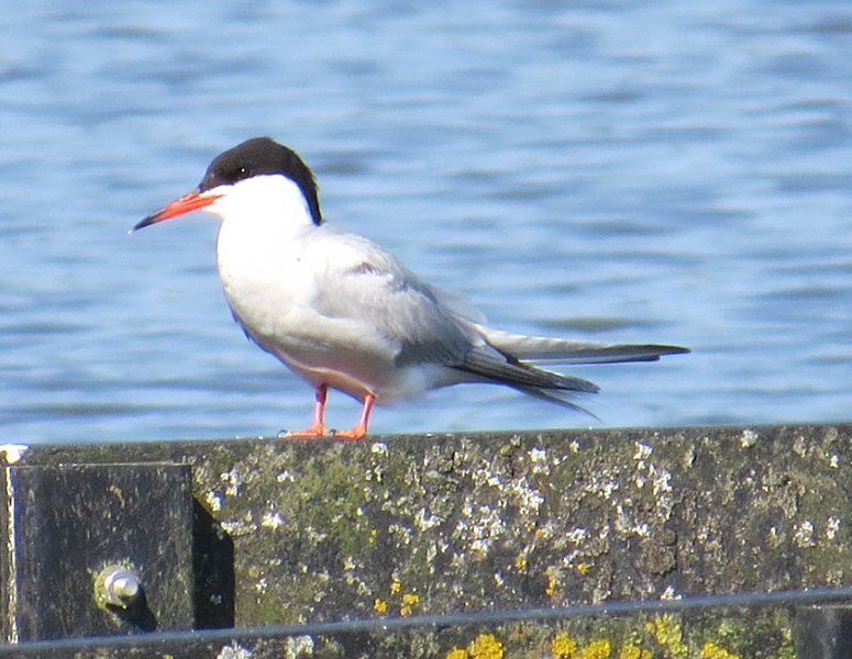 Dannysbirds: Yeadon Tarn