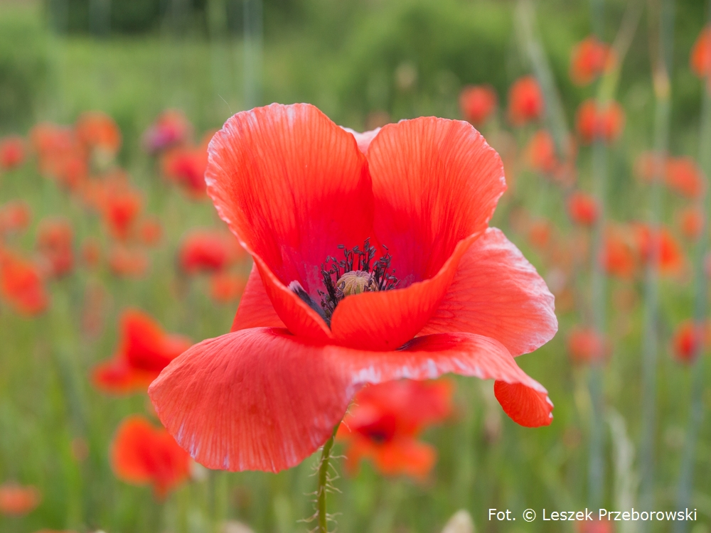 NA POJAĆWIESKICH RUBIEŻACH: Mak polny przyciąga uwagę, budzi emocje i ...