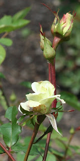 Our Garden Journal: Our First Spring Roses