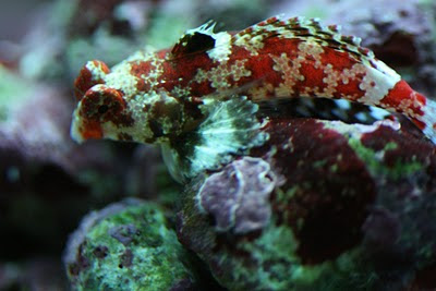 Scooter Blenny