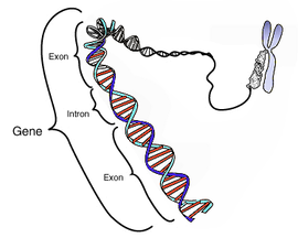 Rangkuman Biologi GEN (Pengertian, Struktur, Fungsi/Sifat, Letak dan ...
