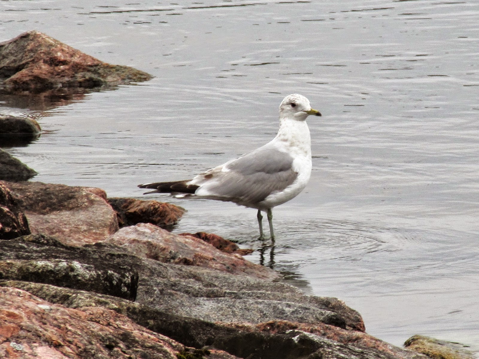Maanantain lintukuvat