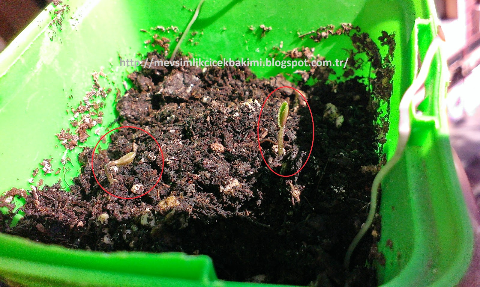 SIKLAMEN (Cyclamen) BAKIMI | Çiçek Bakımı, Çiçek Çeşitleri, Çiçek ...