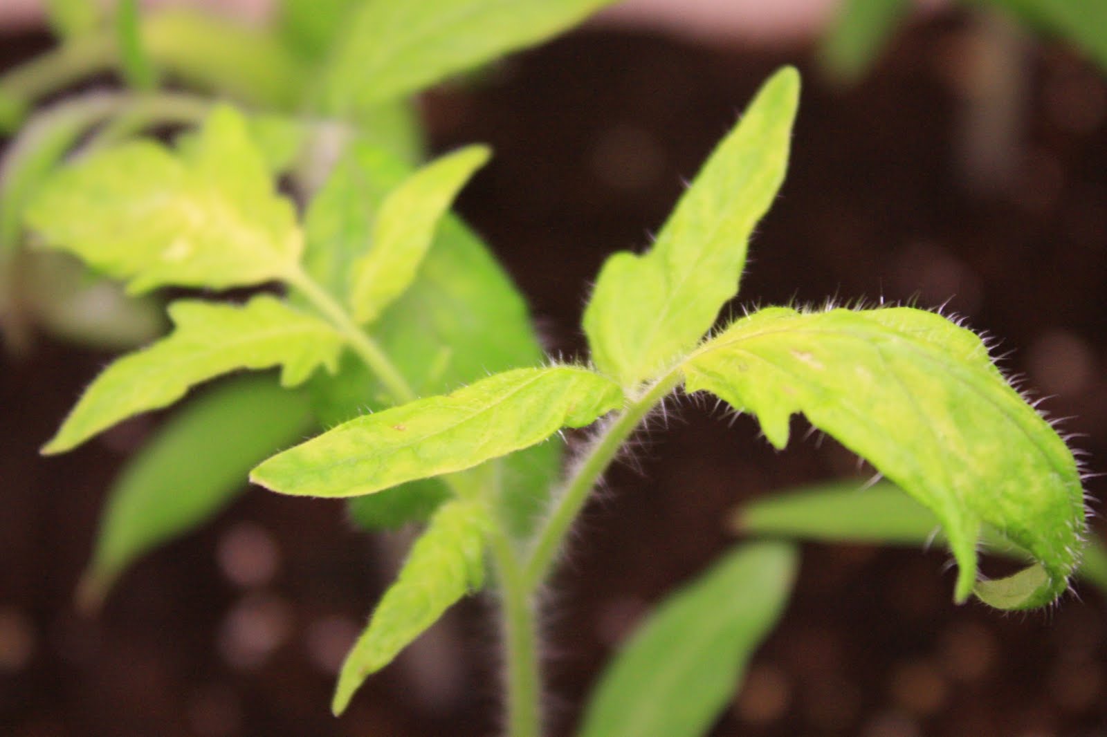 Sufficient for Our Need: Spindly Seedling Growth