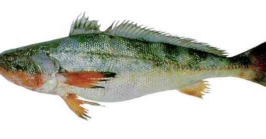 Artes de Pesca: ACTINOPTERYGII