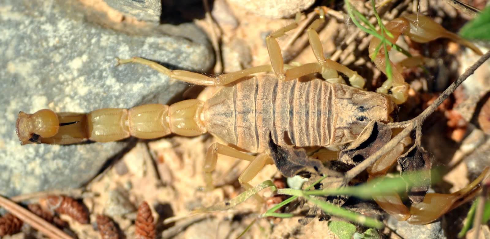 EN EL MONCAYO: UN PELIGRO EN EL CAMINO: El Alacrán (Buthus occitanus)