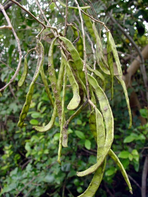 මහ අන්දර / ඉරිමේද [Maha Andara / Irimeda] (Acacia leucophloea) ~ අපේ ...