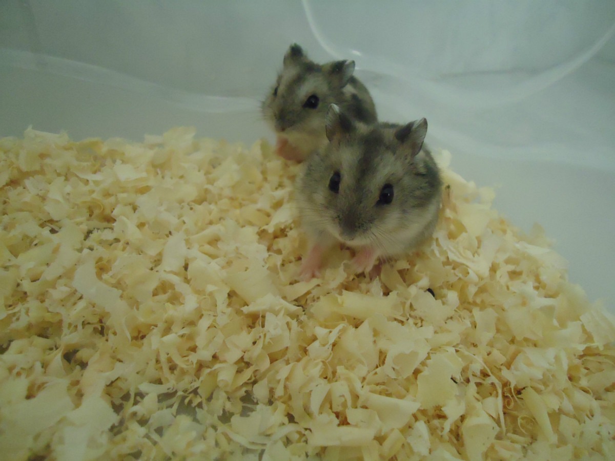 Hamsters (100%)