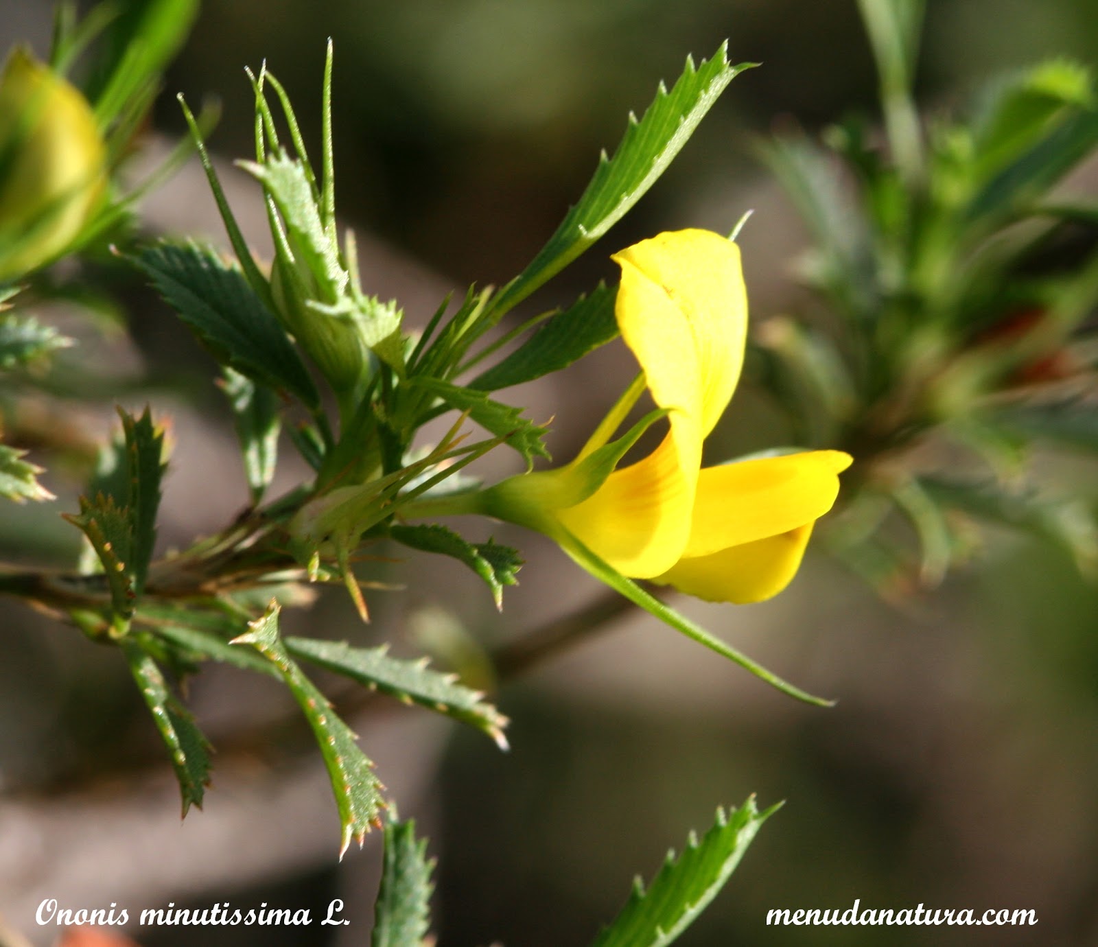 Menuda Natura: Ononis minutissima L.