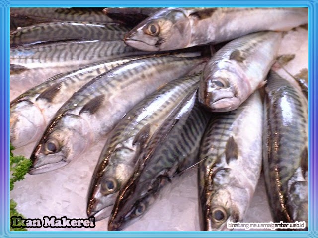 Nama-Nama Ikan Laut | Nuansa Sains