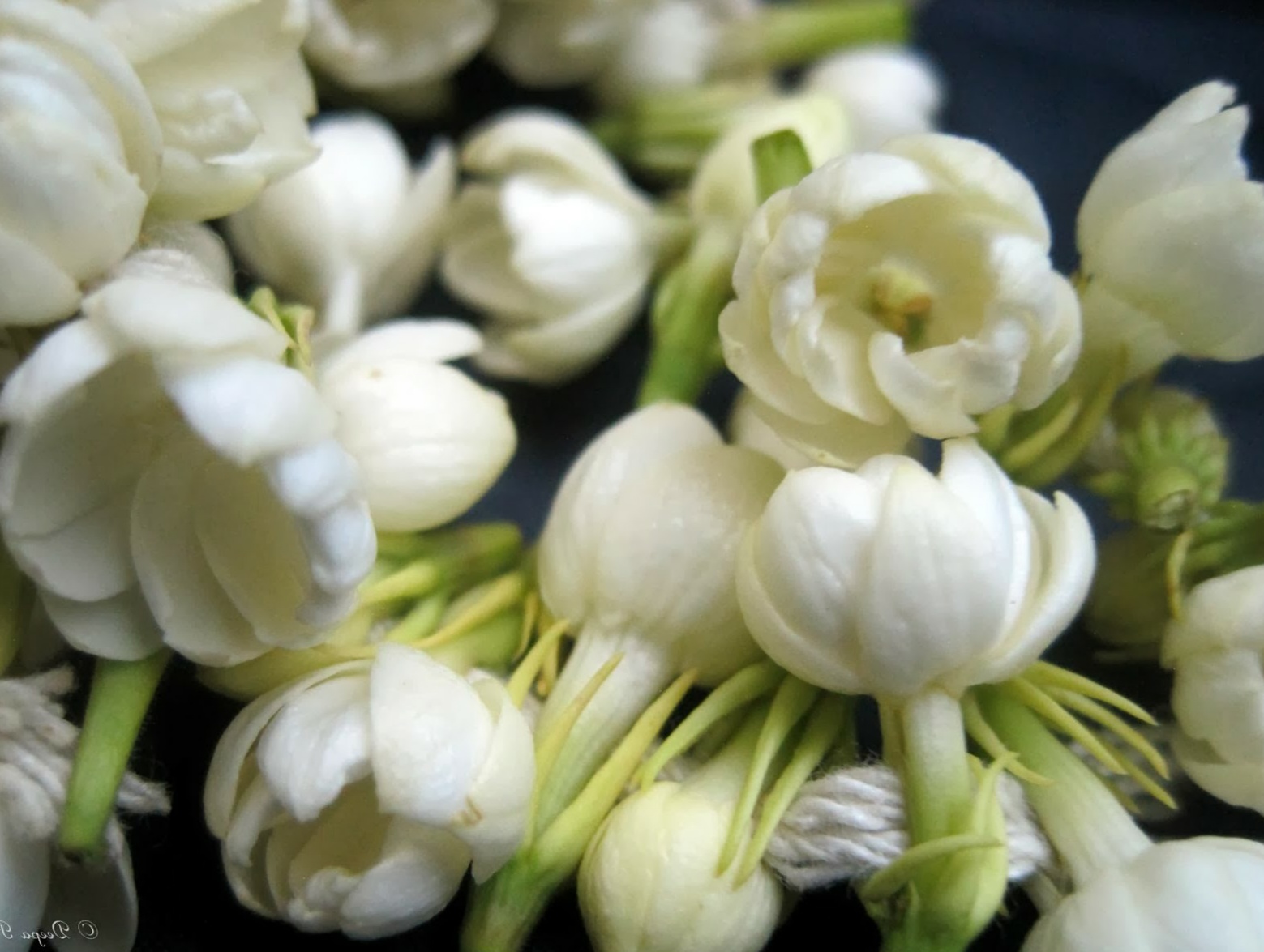 Gambar Bunga Melati Indah dan Wangi | Studio Gambar Lucu