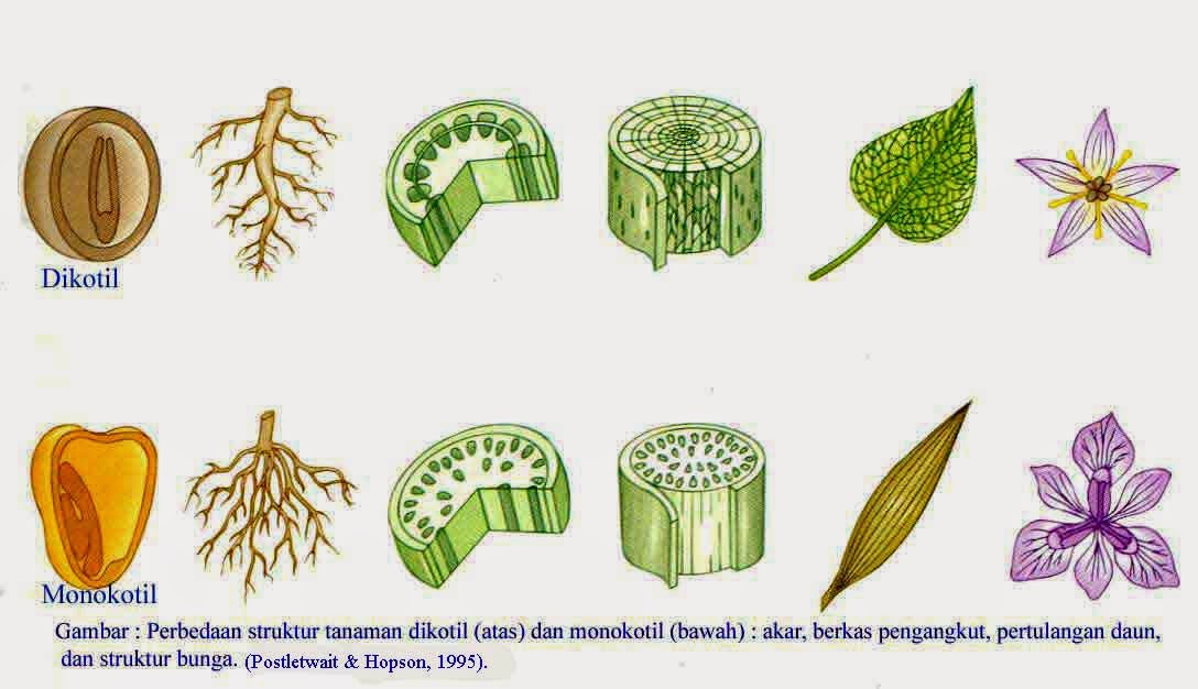 CONTOH DAN PENGERTIAN TUMBUHAN MONOKOTIL - Bimbel Sekolah