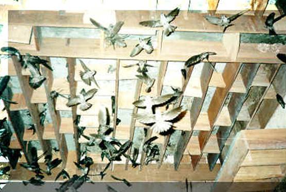 Budidaya Ternak Walet Rumahan - Tips Budidaya