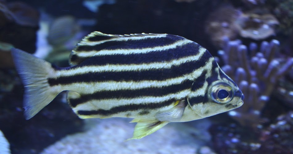 ZOOTOGRAFIANDO (6.100 ANIMALS): PEZ MARIPOSA RAYADO AUSTRALIANO ...