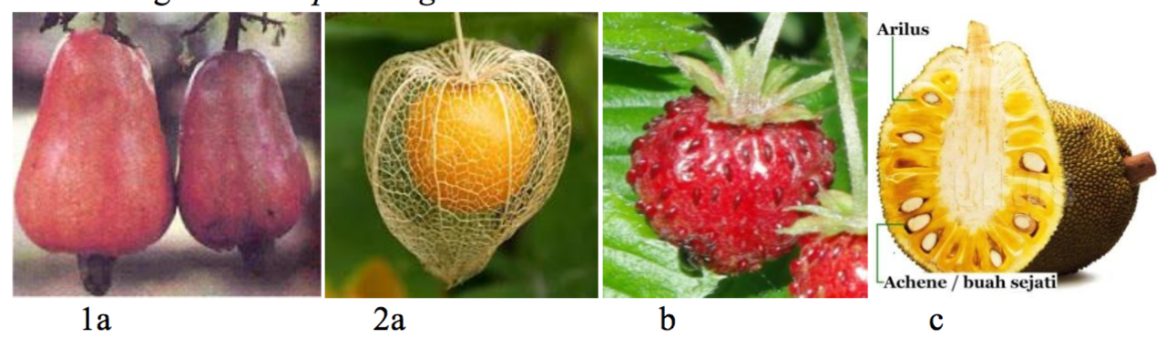 Mahasiswa dan Biologi: MENGENAL BUAH (FRUCTUS)