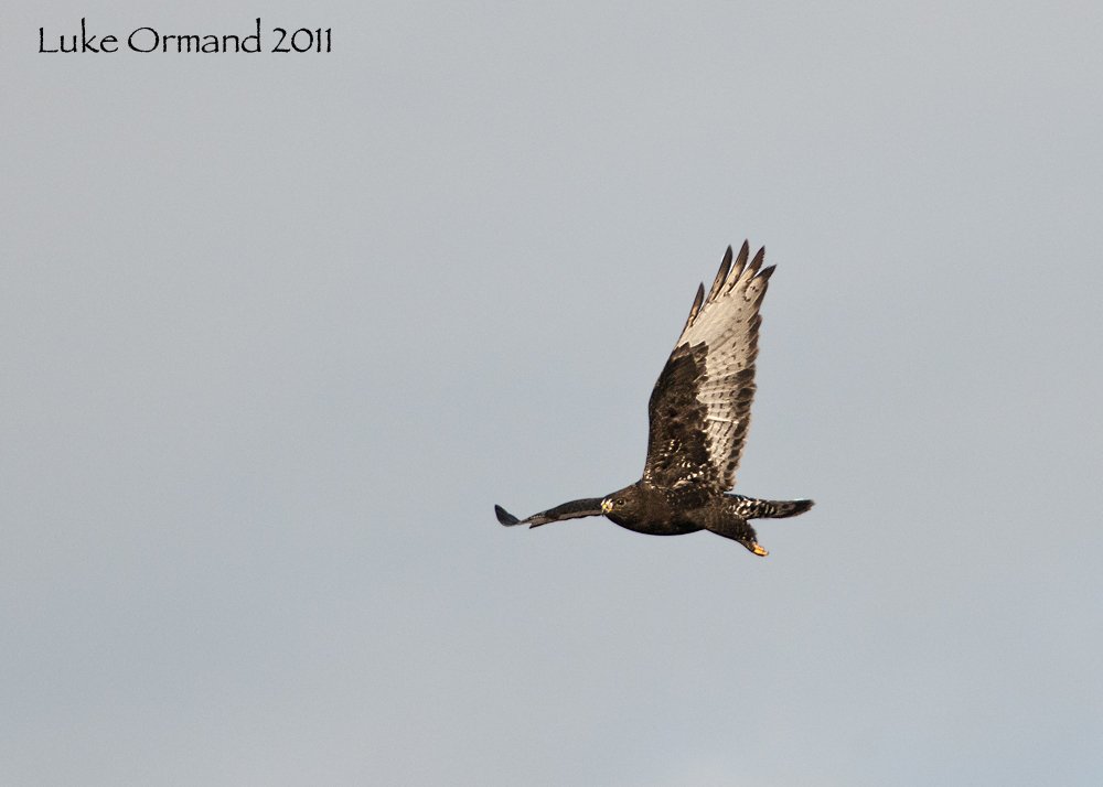 Welcome to. . .: Dark-morph Rough-legged Hawk