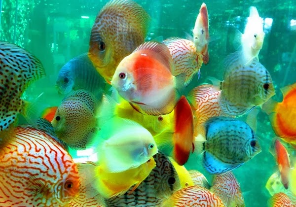 Penyakit pada Ikan Discus - Akuarium Ikan Hias