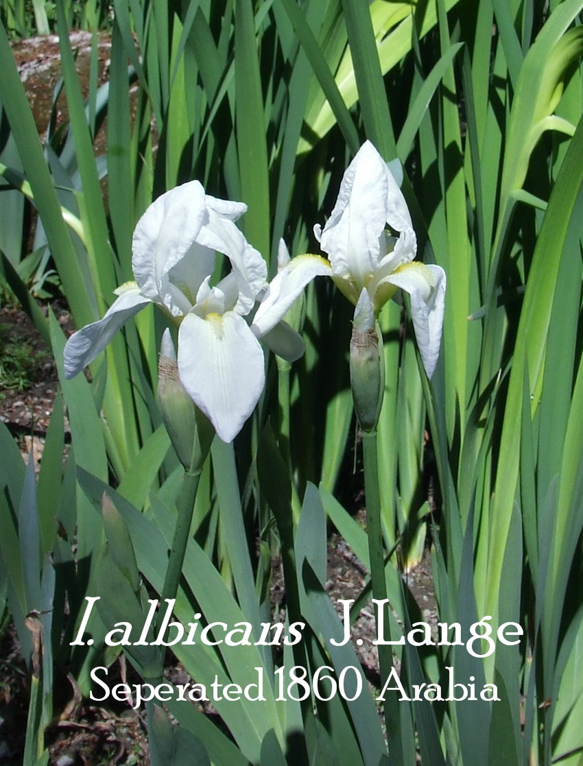 Iris albicans - Alchetron, The Free Social Encyclopedia