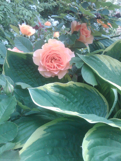 Annie's Gardening Corner: A Garden’s Destiny