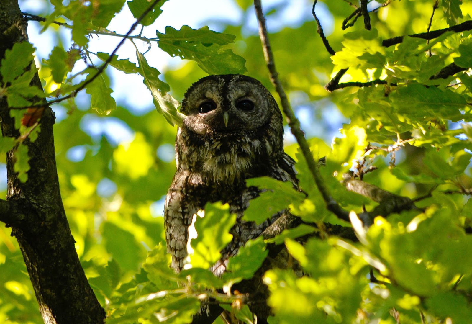EL NIDO DEL XUAN: CÁRABO COMÚN. (Strix aluco)