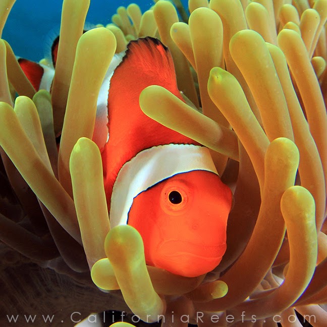 The Port of Indecision : Under the Sea! California Reefs Delivers