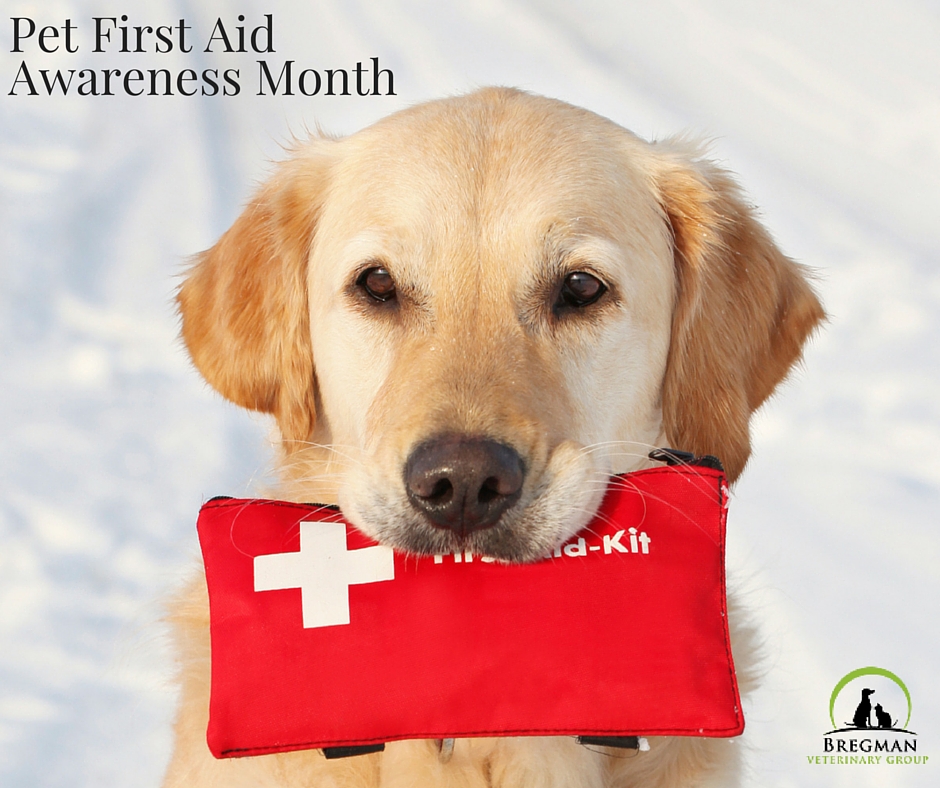 National Pet First Aid Awareness Month - Bregman Vet Group