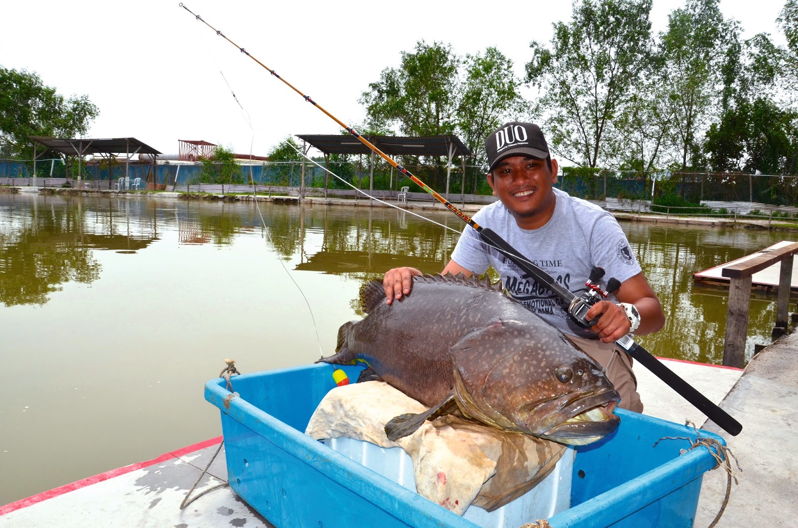 Kerapu Naga!! Kolam LS Pulau Carey