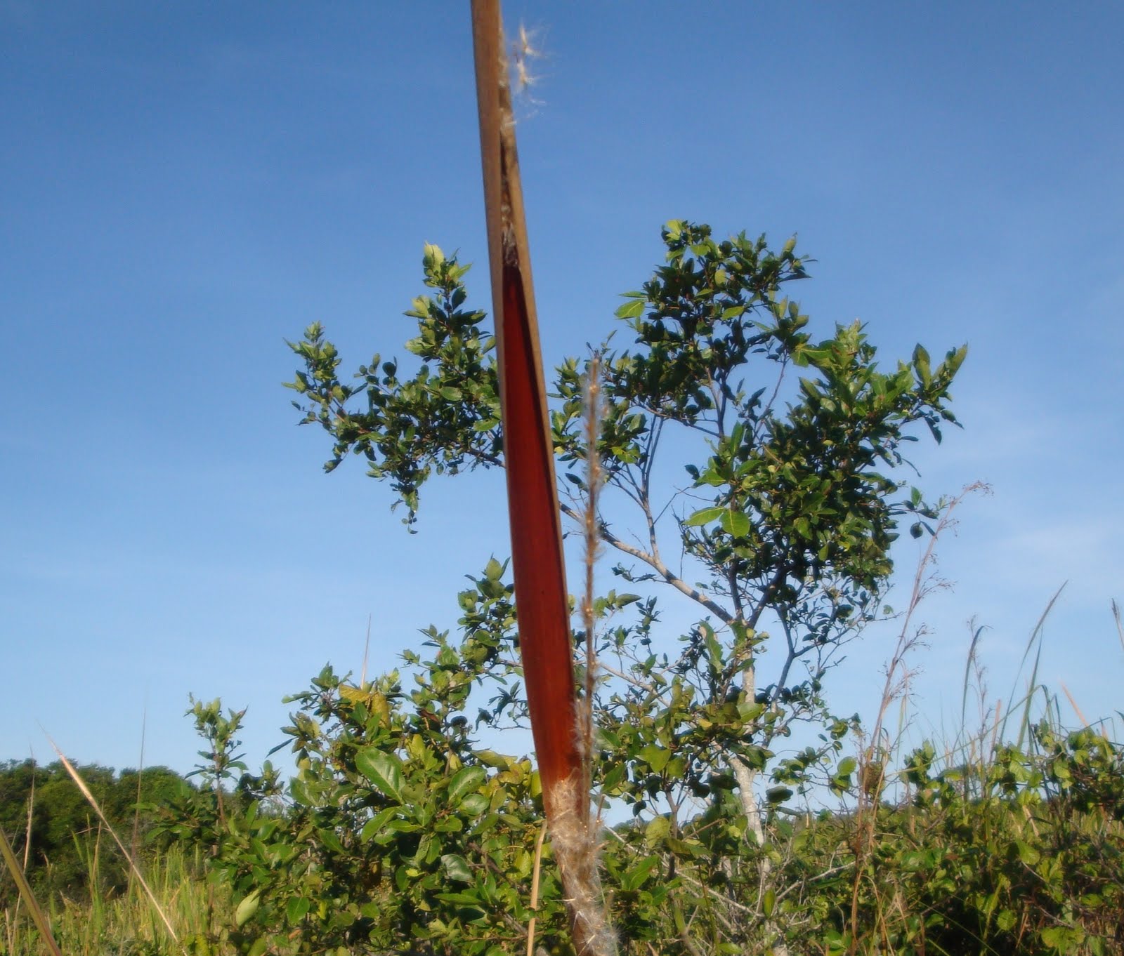 Natureza - in and around the Mata Atlantica: Taboa