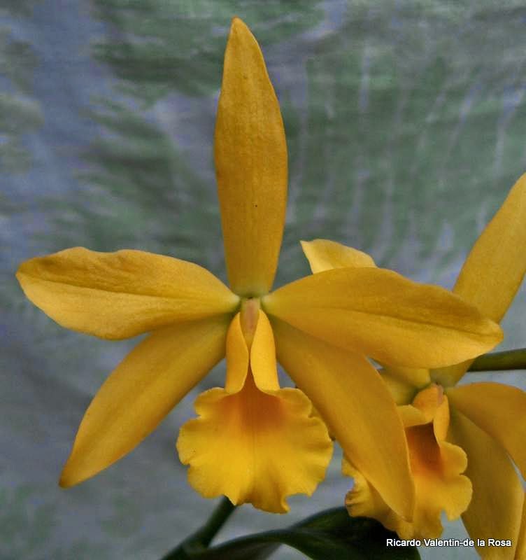 Ricardo's Blog, : Brassolaeliocattleya Golden Tang 'Tropic Yellow"