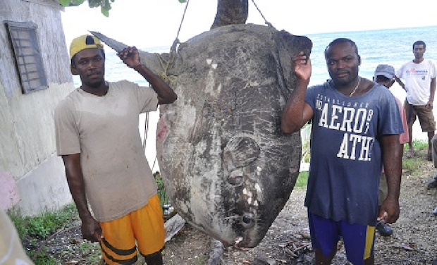 International Fishing News: JAMAICA: caught a 900 lb sunfish by hand line