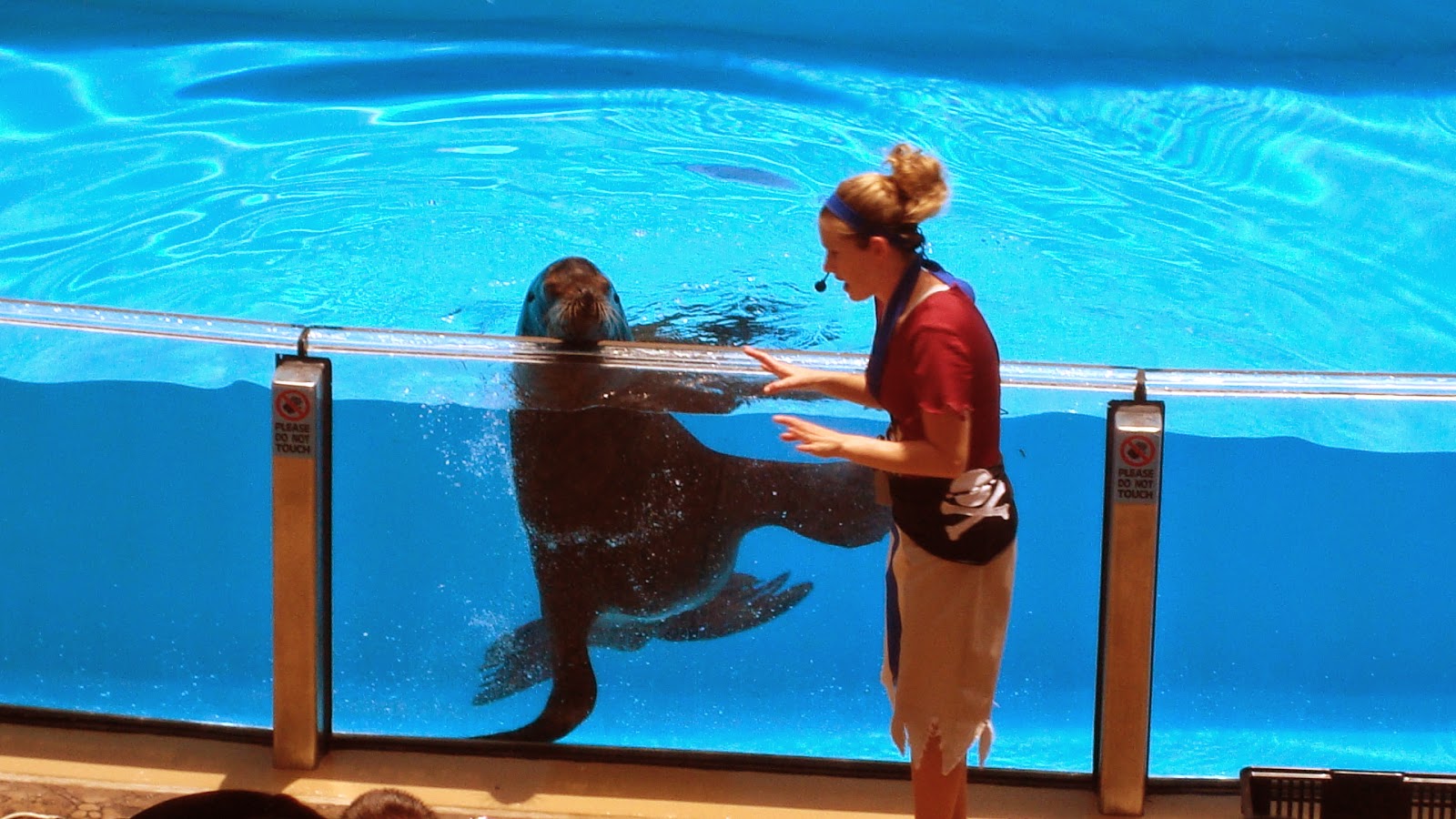 Clyde and Seamore's Sea Lion High - Disney4Fun
