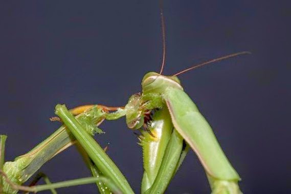 NinjaMikki's Animal Mating Behaviours : Praying Mantis