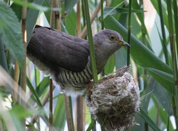 THE CUCKOO BIRD |The Garden of Eaden