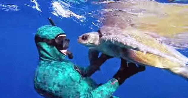 White Wolf : Turtle returns to hug rescuer for saving it's life after ...