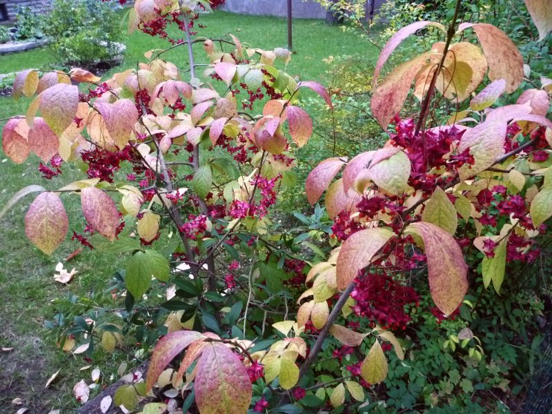 Linnametsa mändide all. : Suuretiivaline kikkapuu