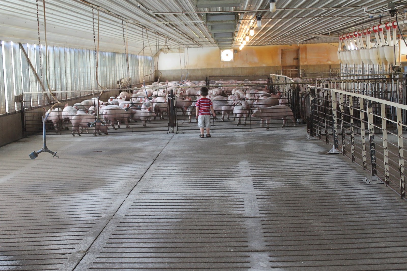 Corn, Beans, Pigs and Kids: A Look Inside Our Pig Barns