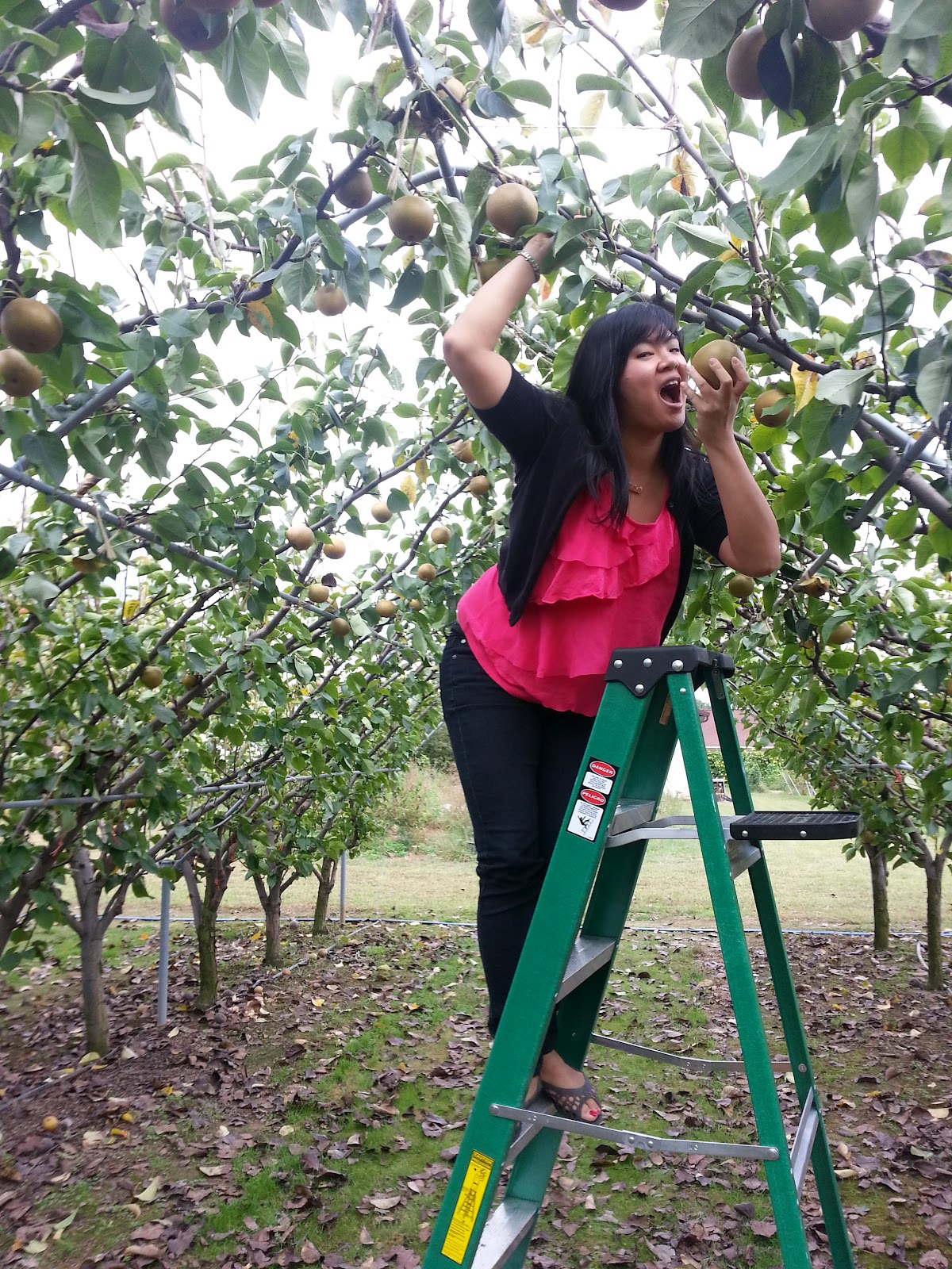 Little Ms. Piggys: Asian Pear Picking