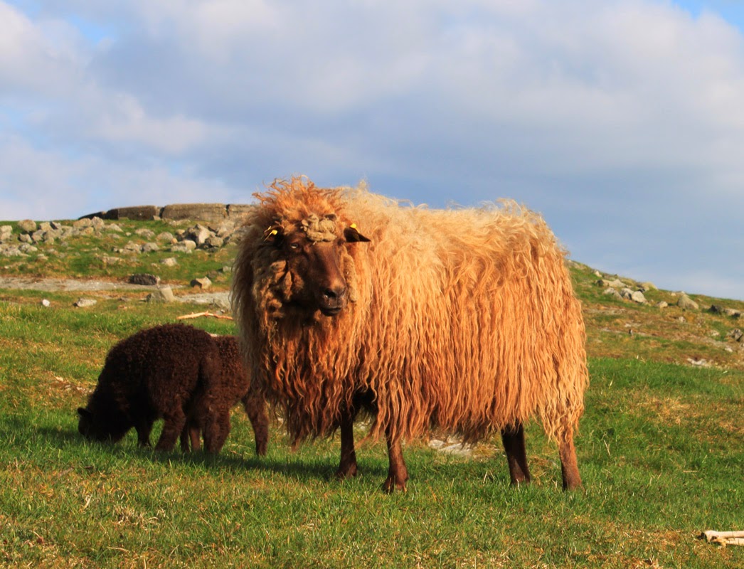 The Slayer Rune: Viking sheep of many colours