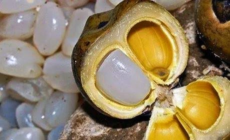 Megah: ISI BUAH KABUNG DAPAT PERMINTAAN TINGGI