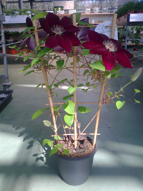 Altamira Garden Centro de Jardineria: Clemátide o Clematis spp.