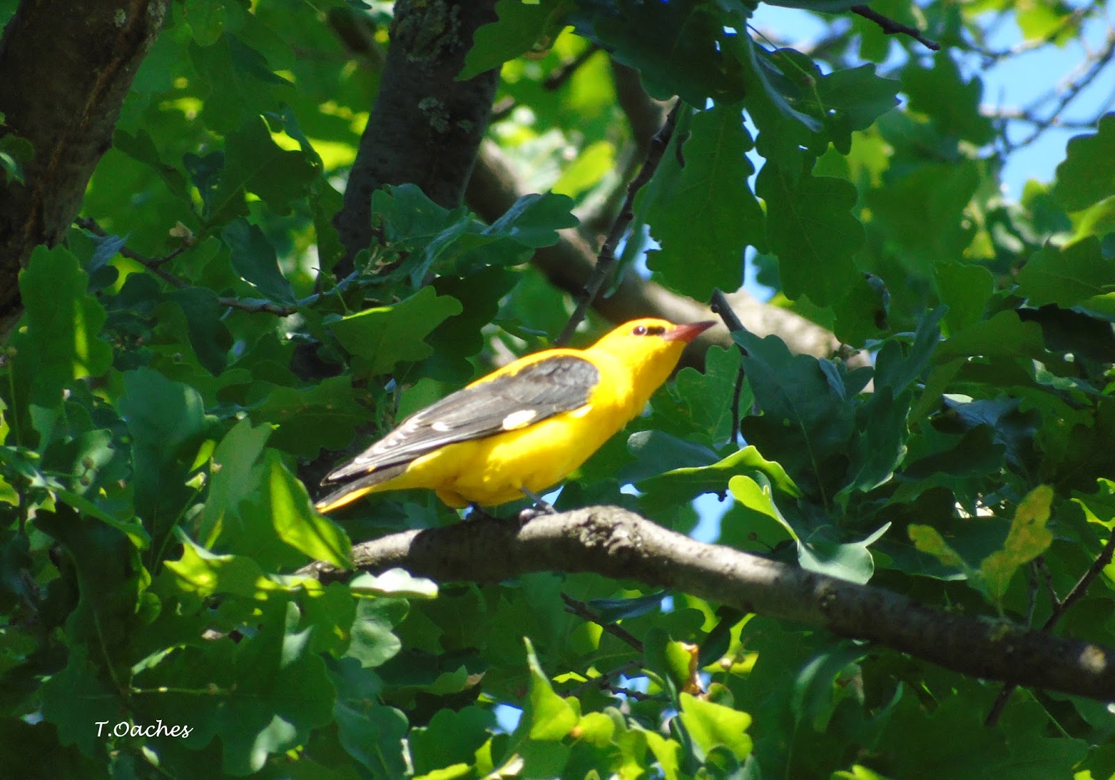PASARI DIN ROMANIA: GRANGUR, Oriolus oriolus