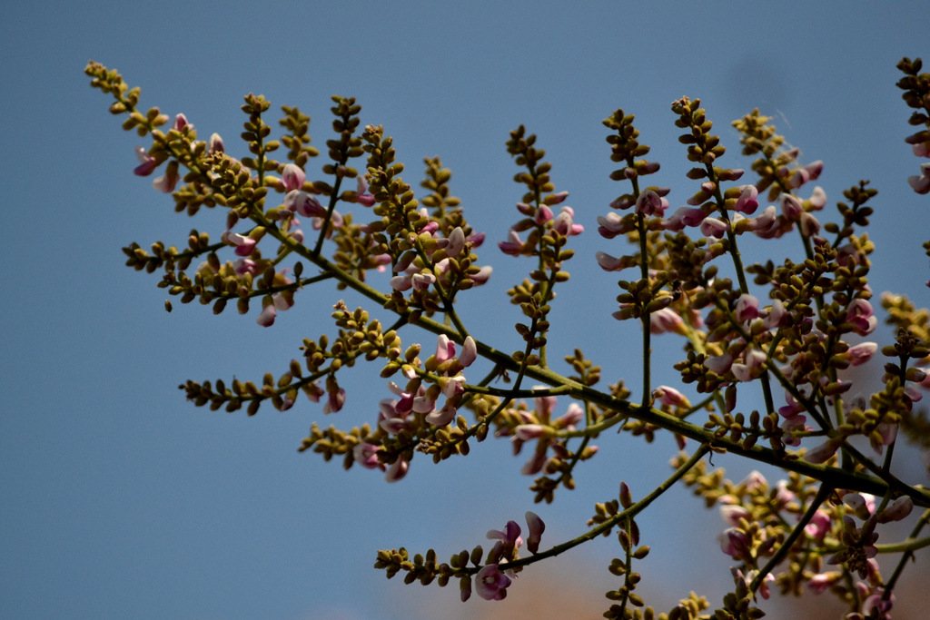 .: El Almendro de Rio. Un arbol que florece en pleno verano y abundante ...