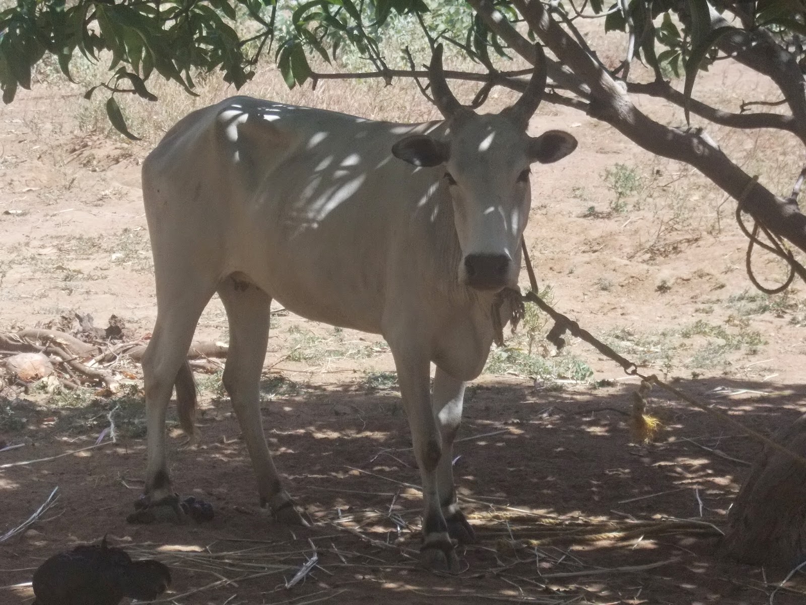 Tamil Nadu Cattle Breeds