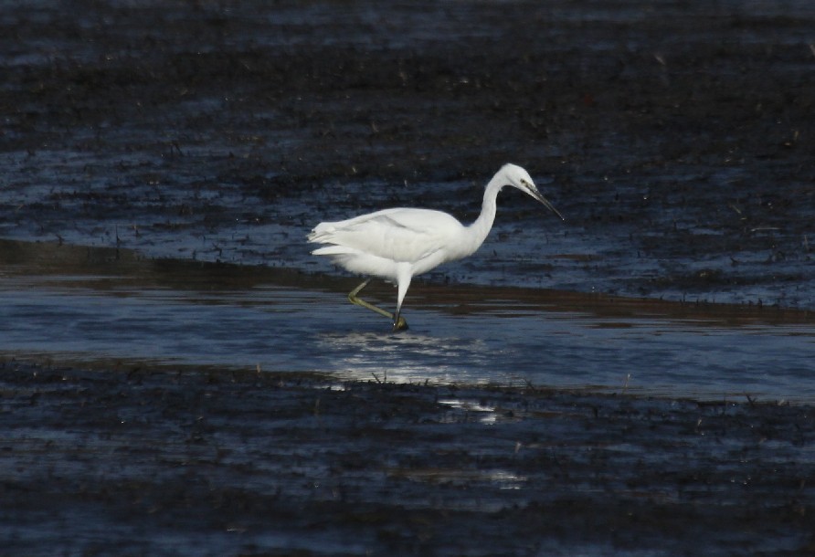 New England Coastal Birds: "Three Days of Winter Seabirding on Cape Cod ...